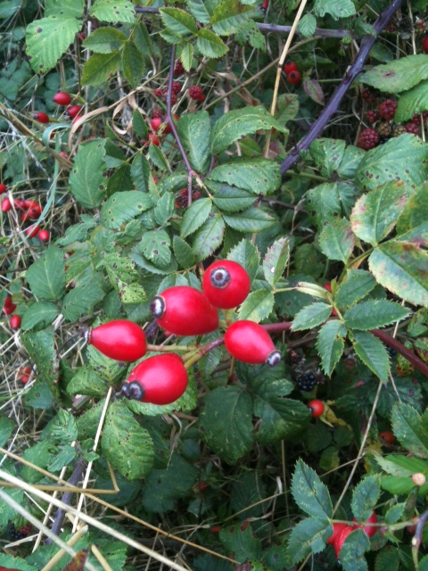 Rosehip Syrup | Maria Dernikos